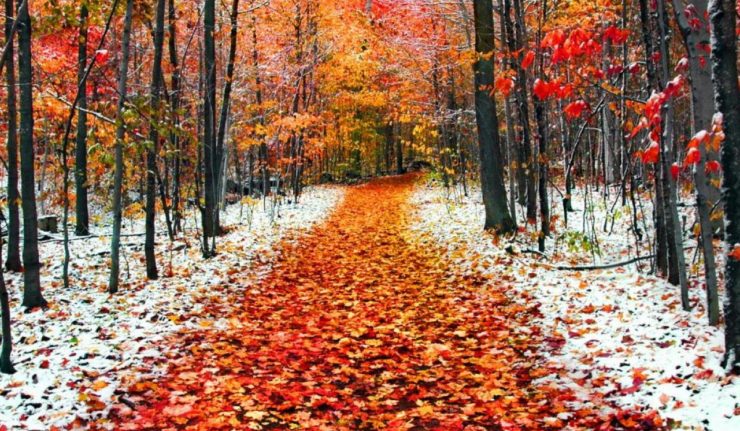 Happy November! | Joanne Guidoccio