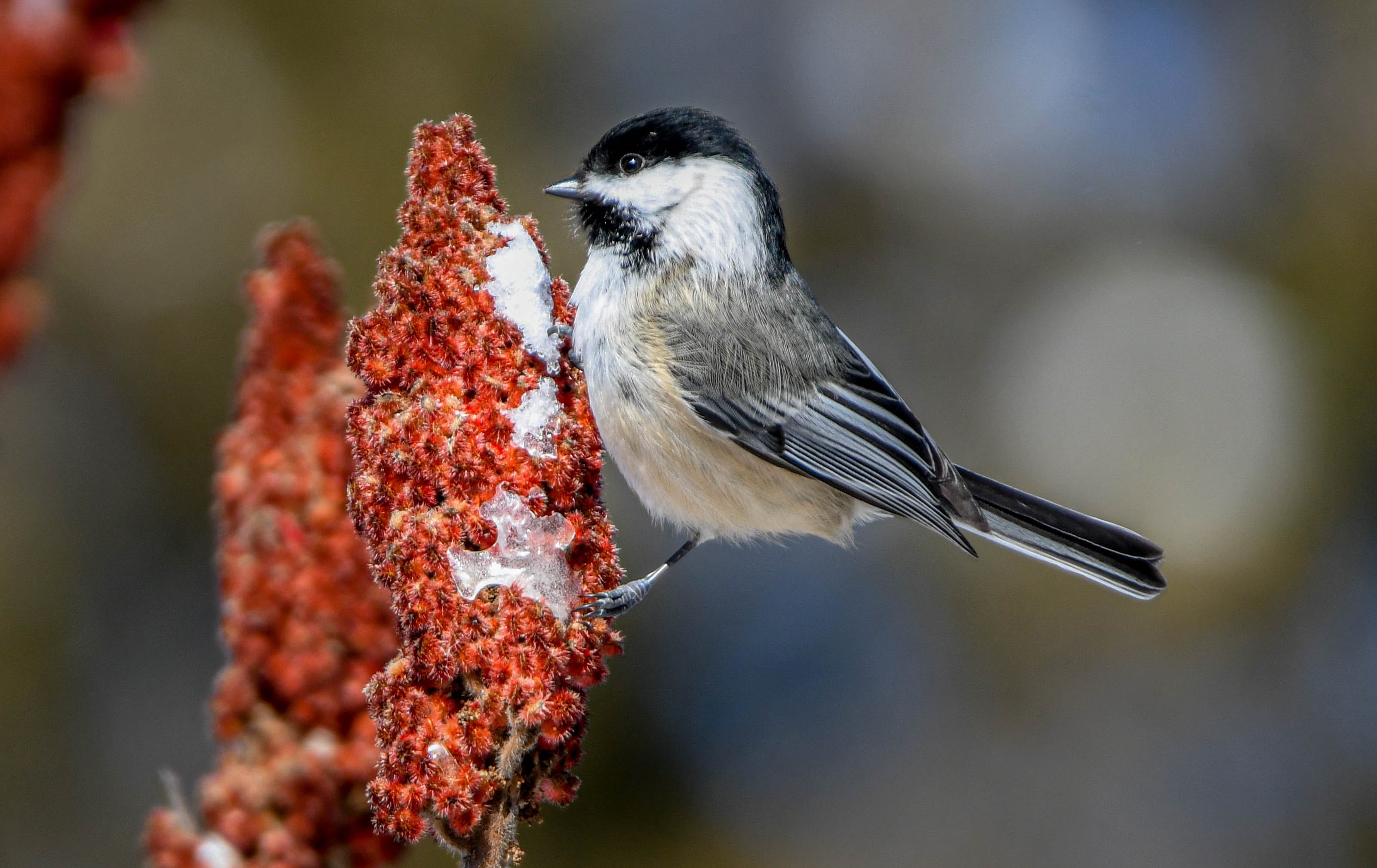 Shortlisted for Guelph’s Official Bird | Joanne Guidoccio