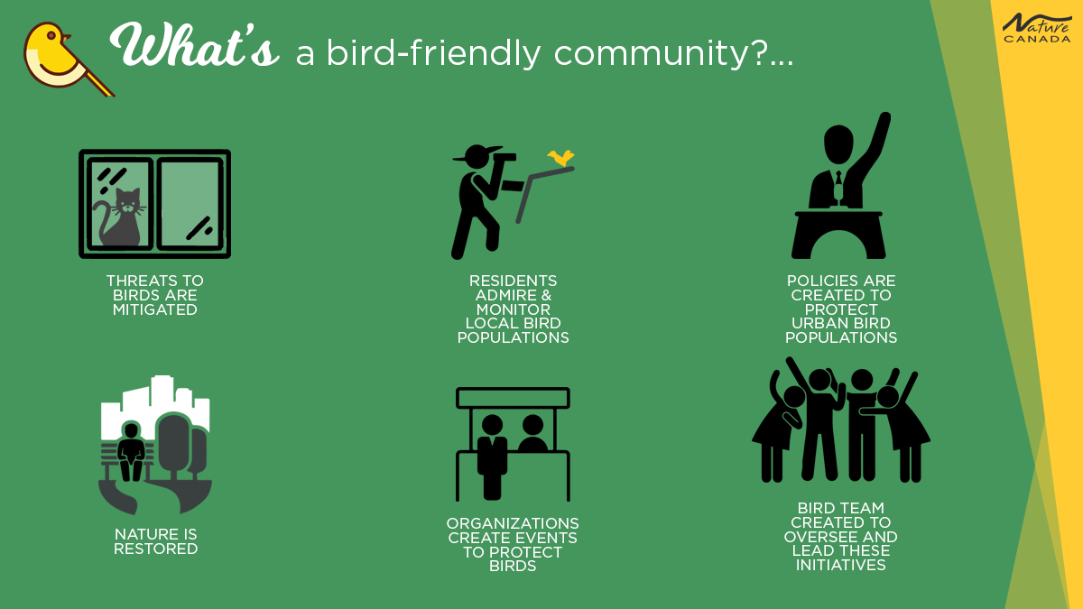 Help Make Guelph a Bird Friendly City | Joanne Guidoccio